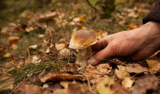 Kërpudhat 'magjike' shërojnë depresionin - Berati.TV
